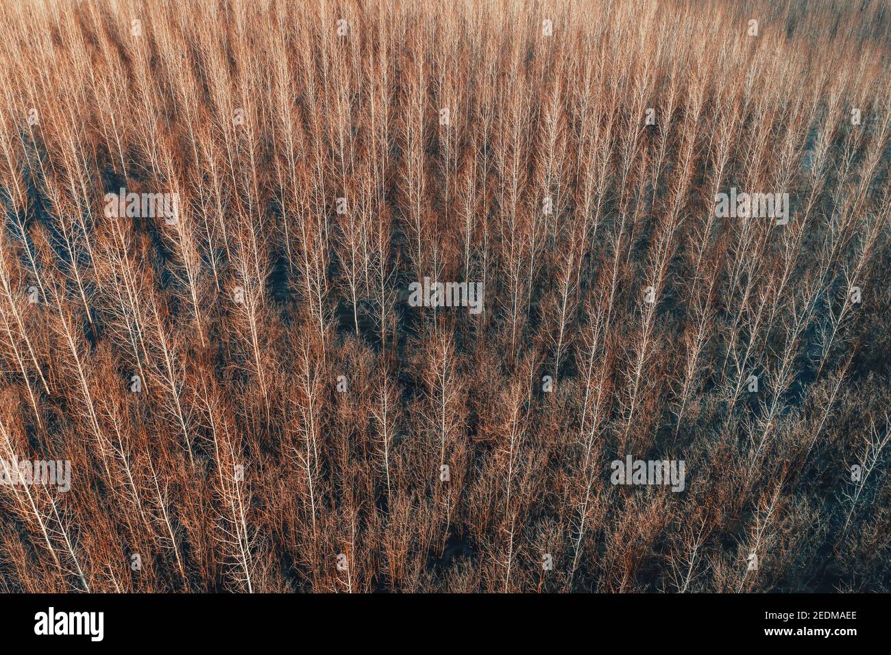 Fall season forest hi-res stock photography and images - Alamy