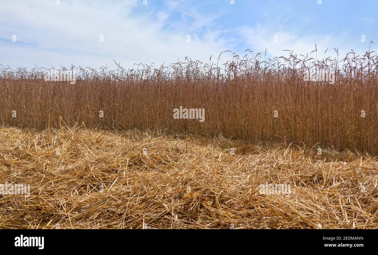 Loose straw lying in a field in front of a row of ears of spelt Stock ...