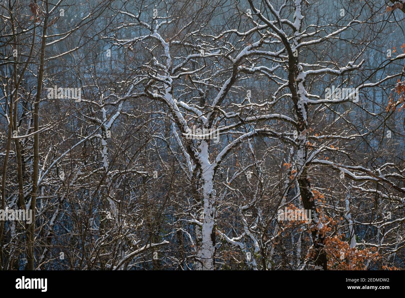 Lyon (France), February 14 2021. A forest after a snowfall Stock Photo ...
