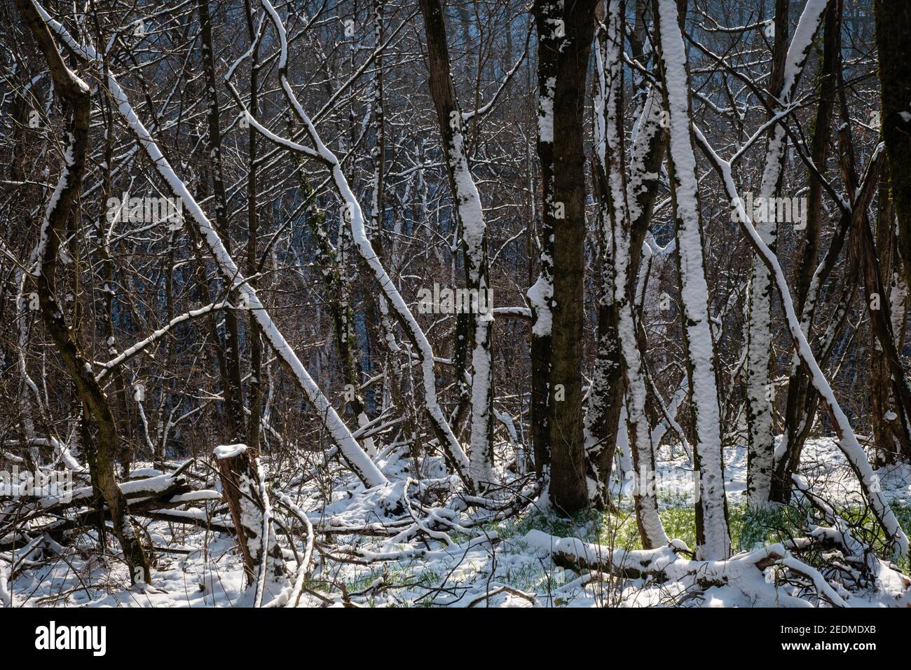 Lyon (France), February 14 2021. A forest after a snowfall Stock Photo ...