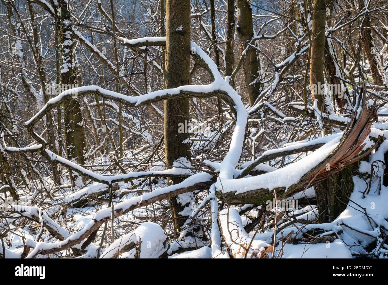 Lyon la forêt hi-res stock photography and images - Alamy