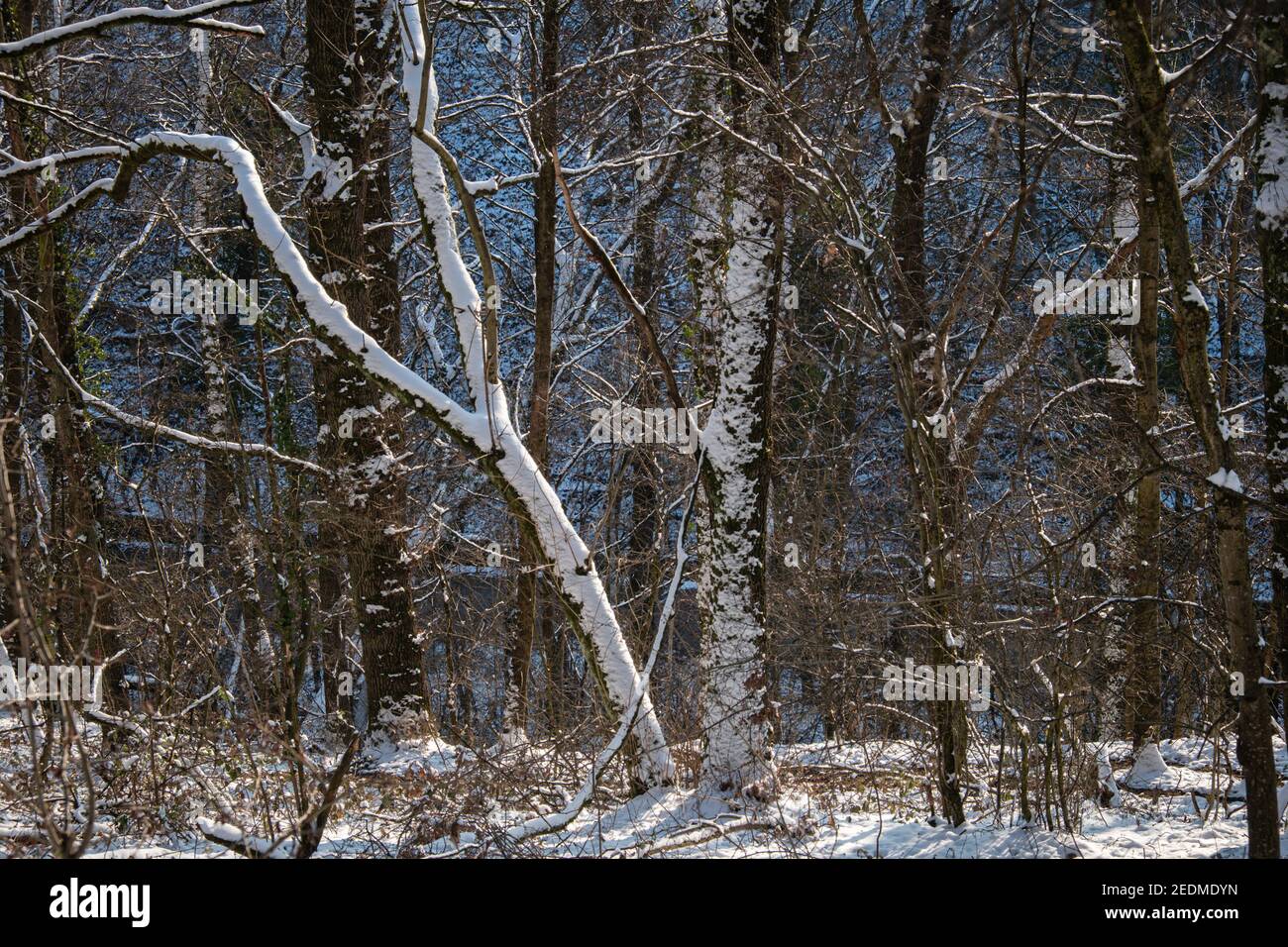 Lyon (France), February 14 2021. A forest after a snowfall Stock Photo ...