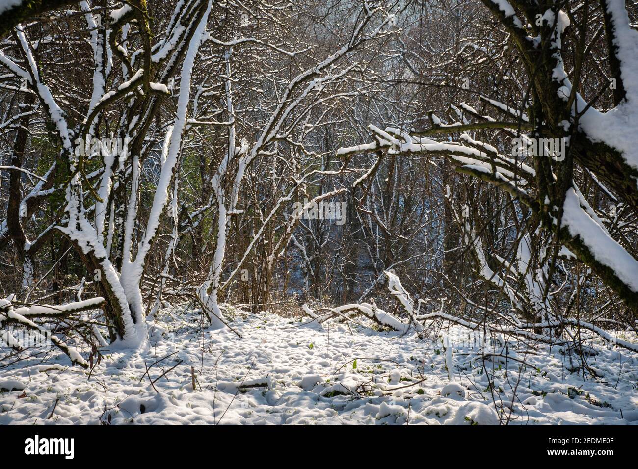 Lyon (France), February 14 2021. A forest after a snowfall Stock Photo ...