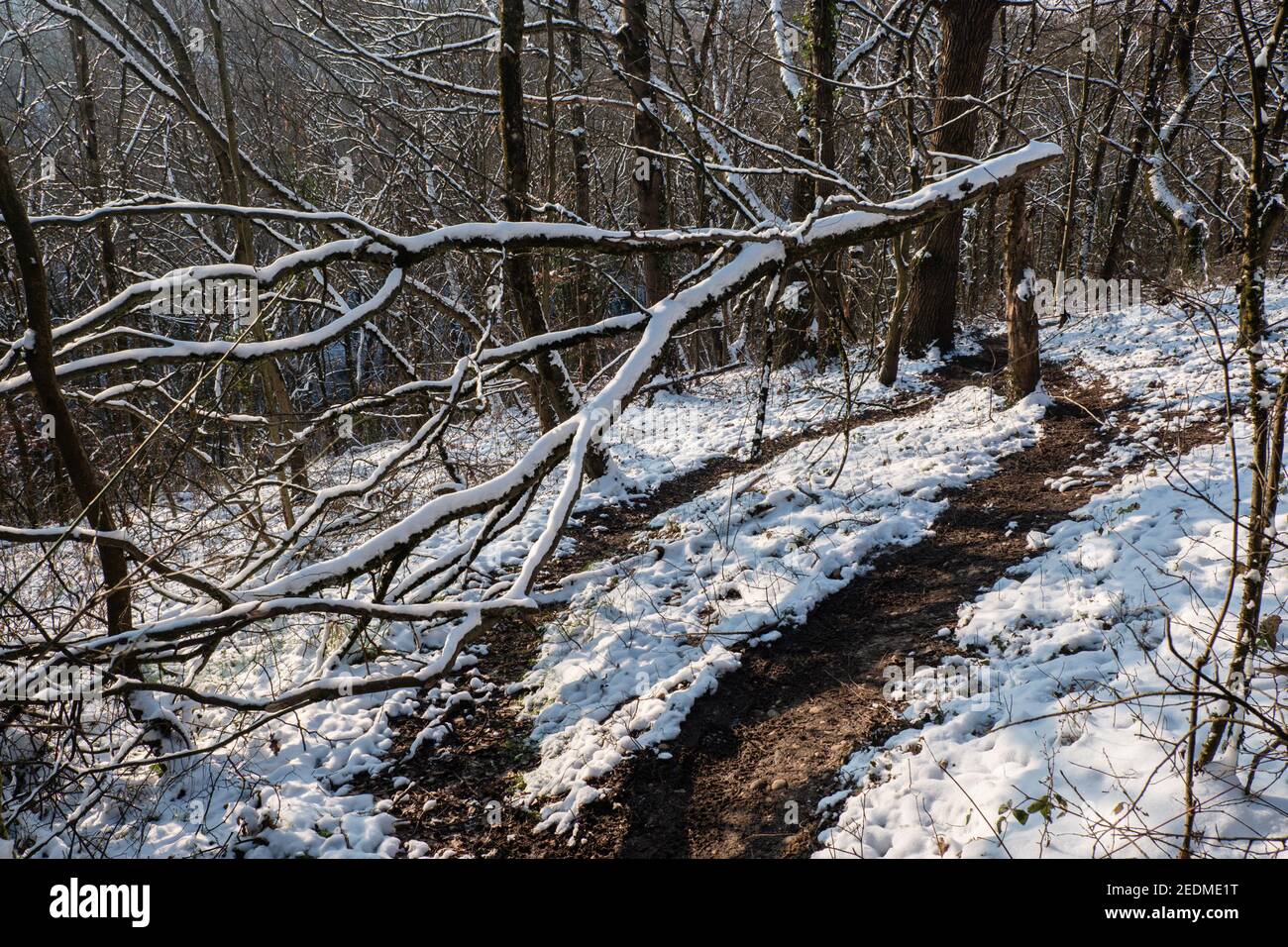 Lyon (France), February 14 2021. A forest after a snowfall Stock Photo ...