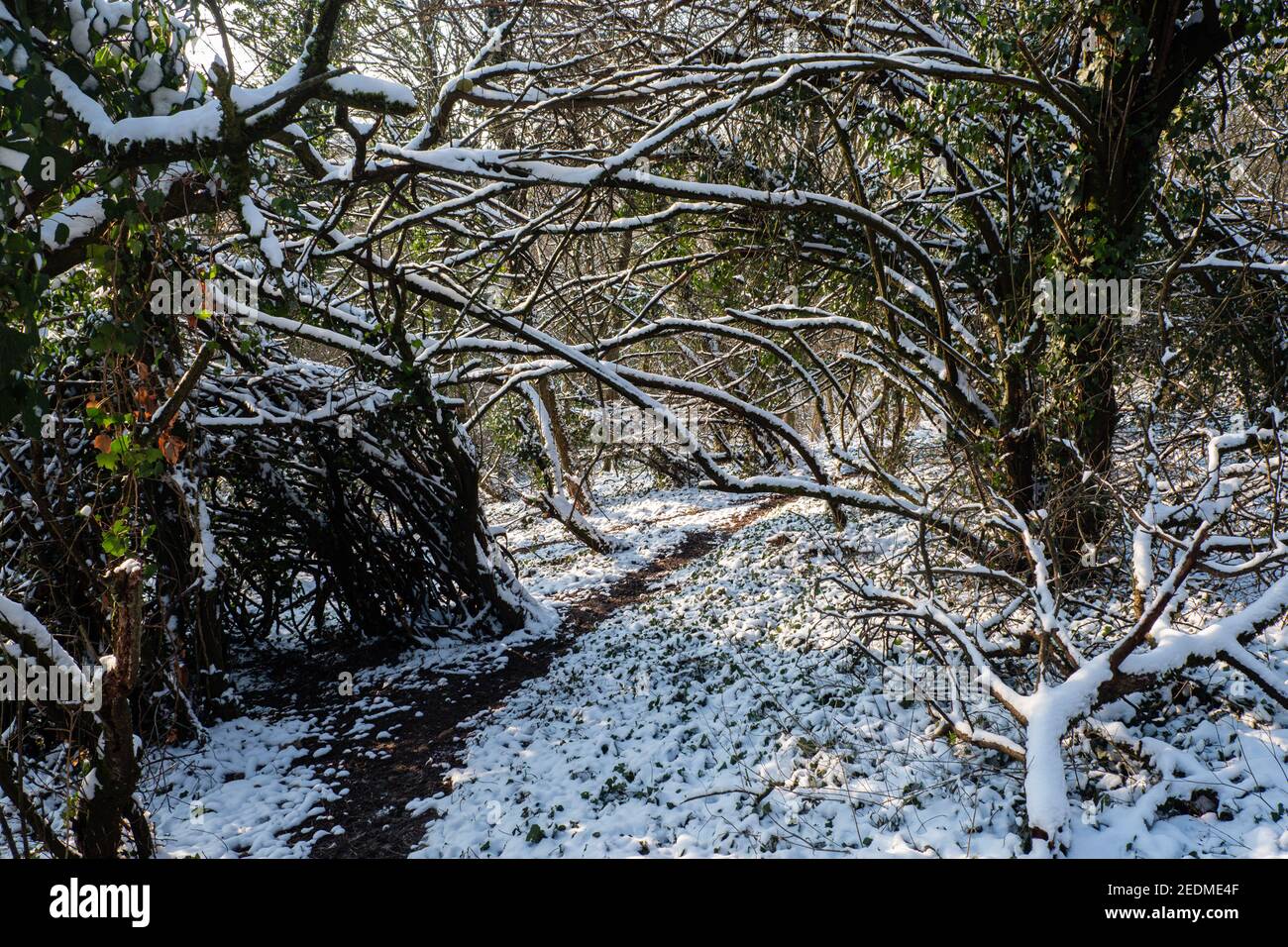 Lyon (France), February 14 2021. A forest after a snowfall Stock Photo ...
