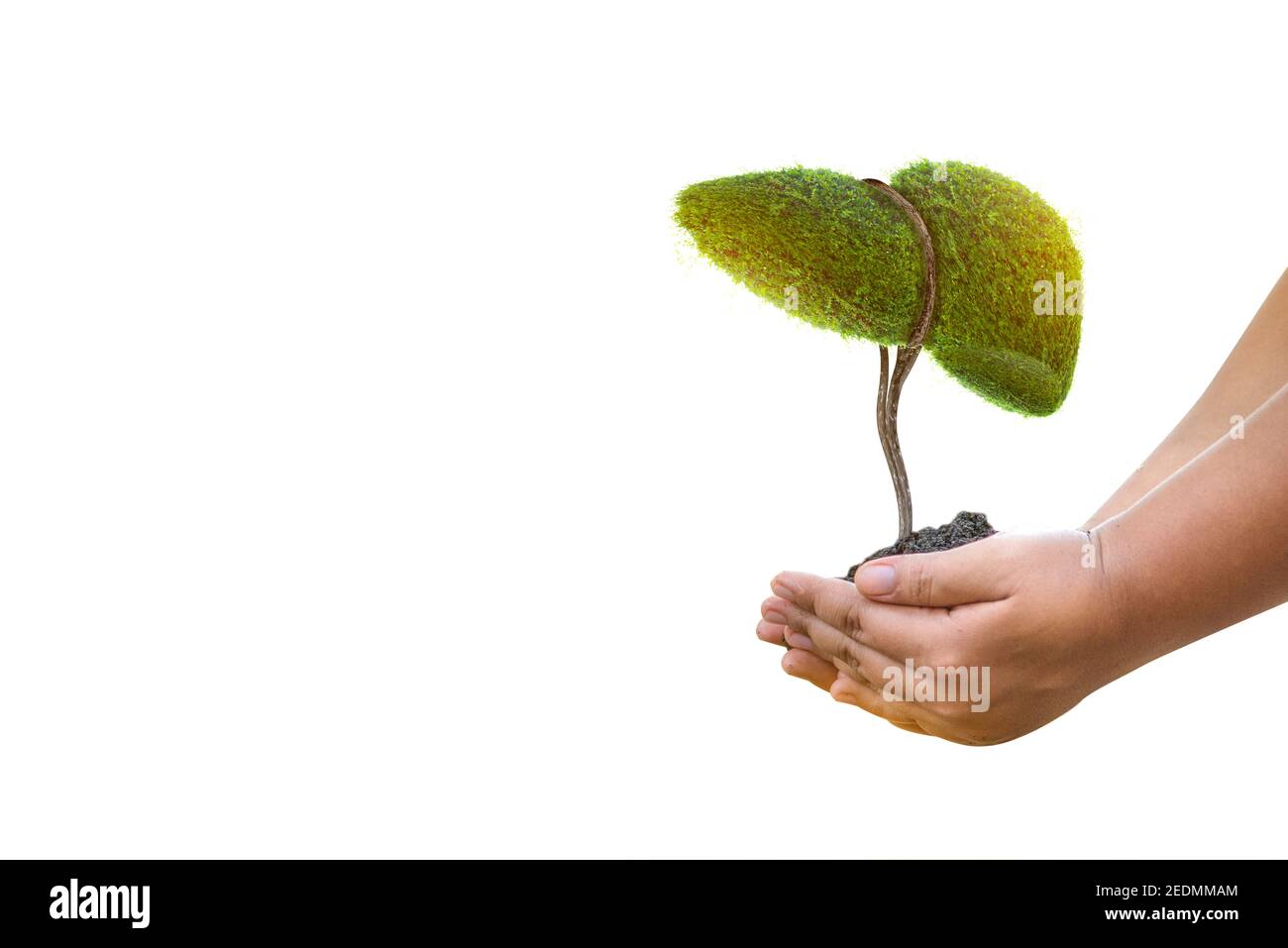 Realistic liver images are human green tree shapes about diseases and ...