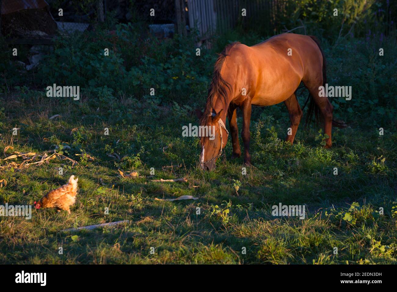 Farm moldova hi-res stock photography and images - Alamy