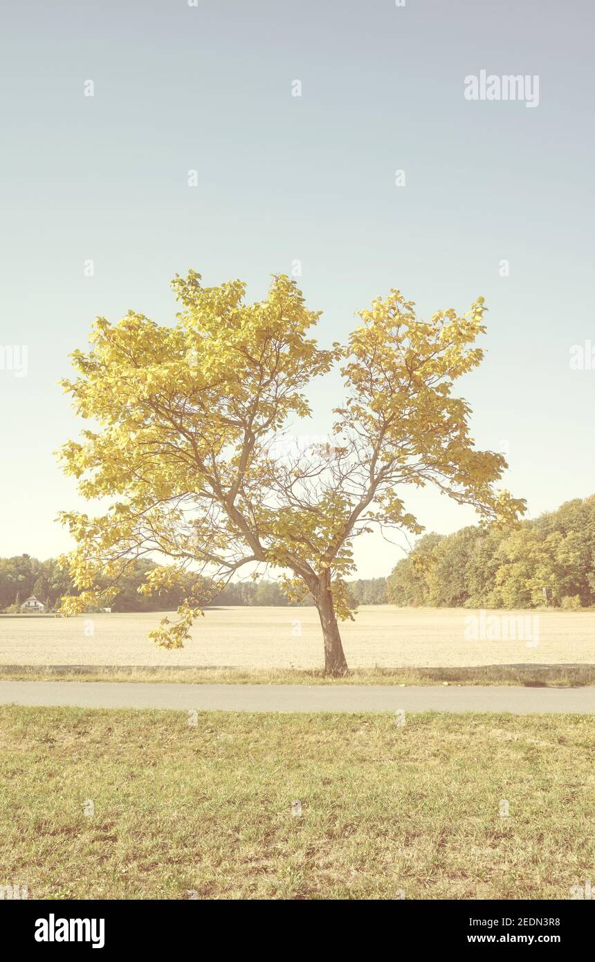 Color toned picture of a lonely tree, color toning applied Stock Photo ...