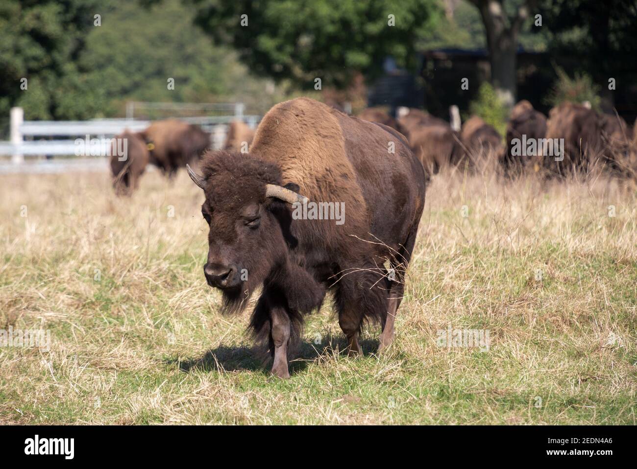 Bisonfarm essel hi-res stock photography and images - Alamy
