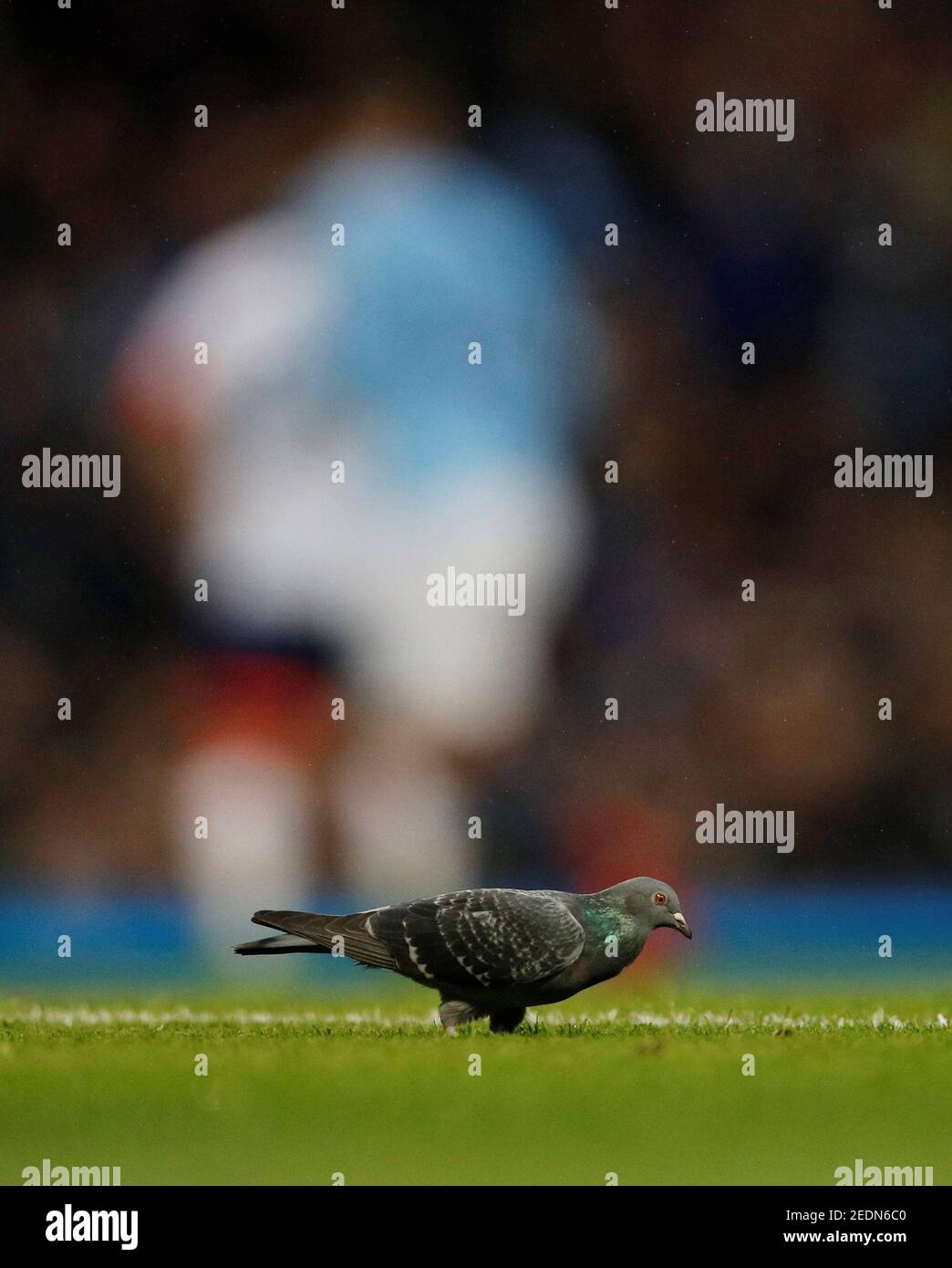 Pigeon logos hi-res stock photography and images - Alamy