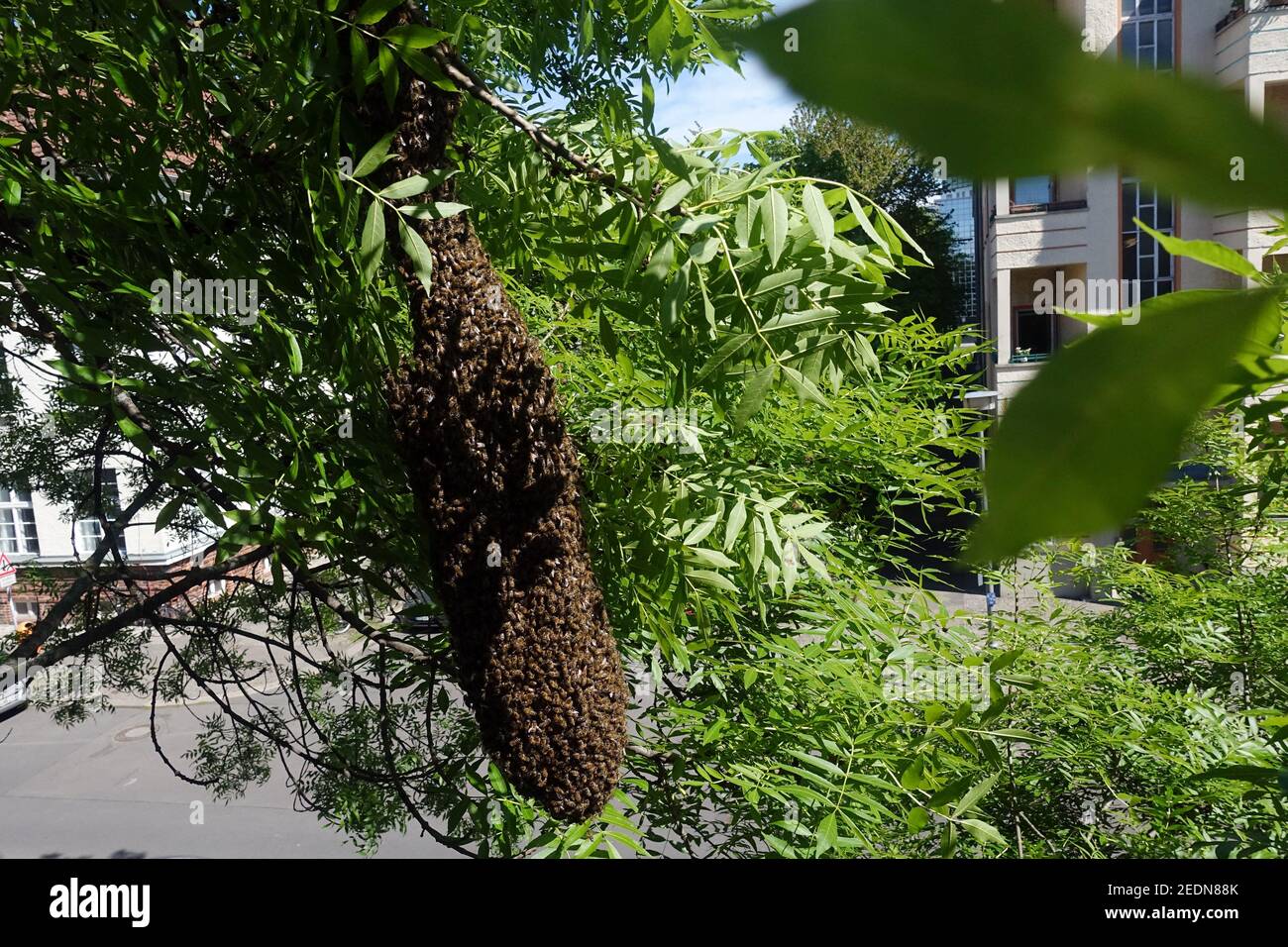 Cluster Of Bees In A Tree High Resolution Stock Photography and Images ...