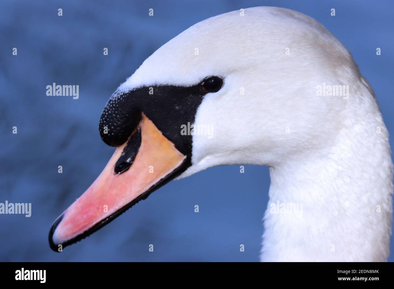The Mute Swan has been protected by law for centuries. They are one of ...