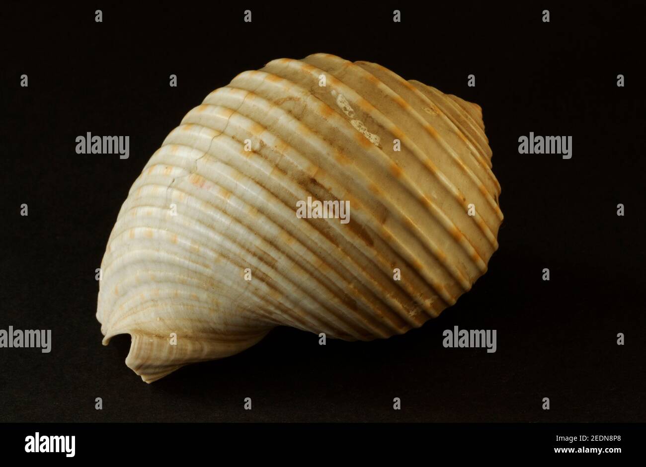 The tight spiral of the Tun Shell, a marine mollusc. As the animal ...