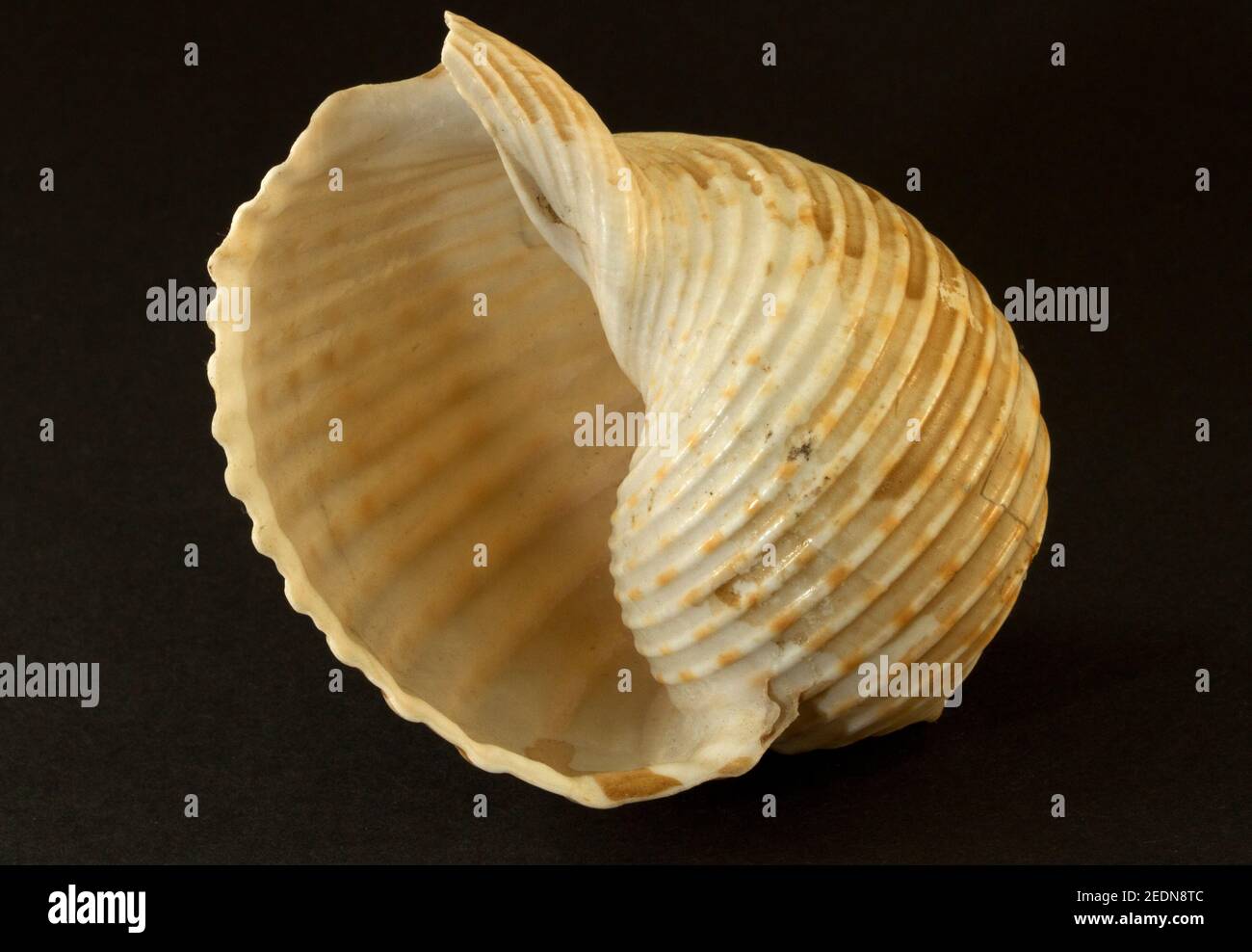 Tonna canaliculata hi-res stock photography and images - Alamy