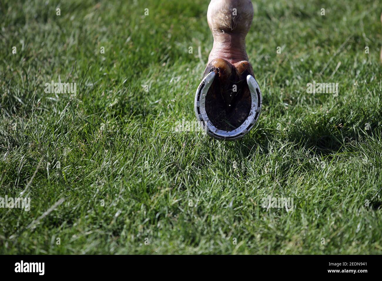 11.07.2020, Hamburg, Hamburg, Germany - Shod horse hoof on grass ...
