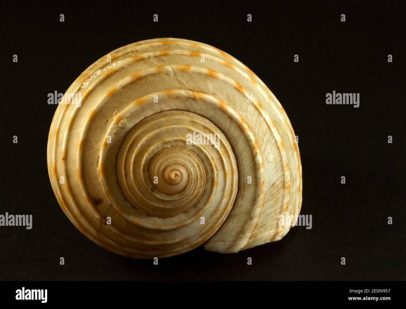 The strongly ribbed shell of a Tun Shell, a carnivorous mollusc. This ...