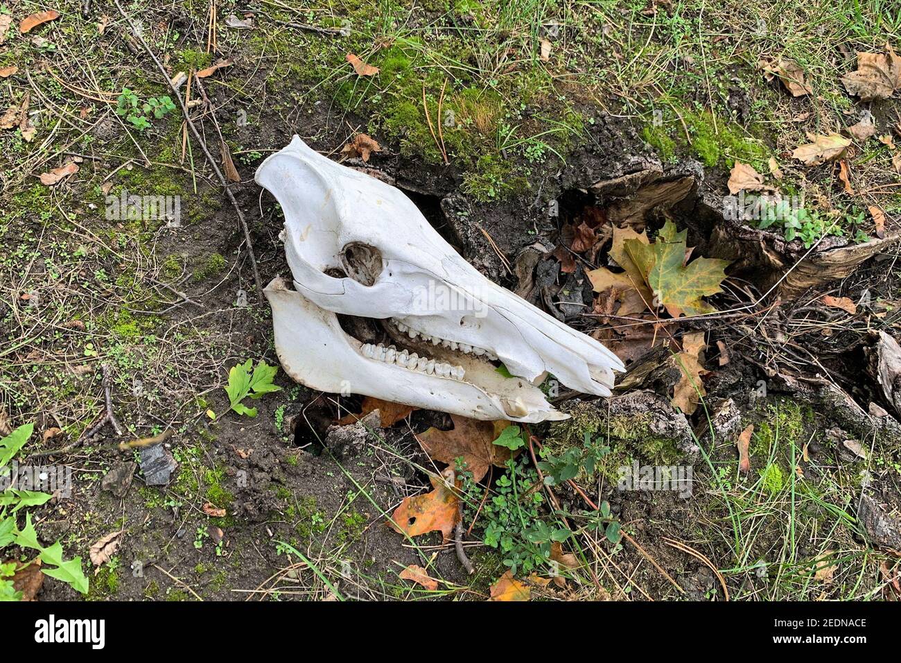 10.10.2020, Berlin, Berlin, Germany - Bones of a wild boar ...