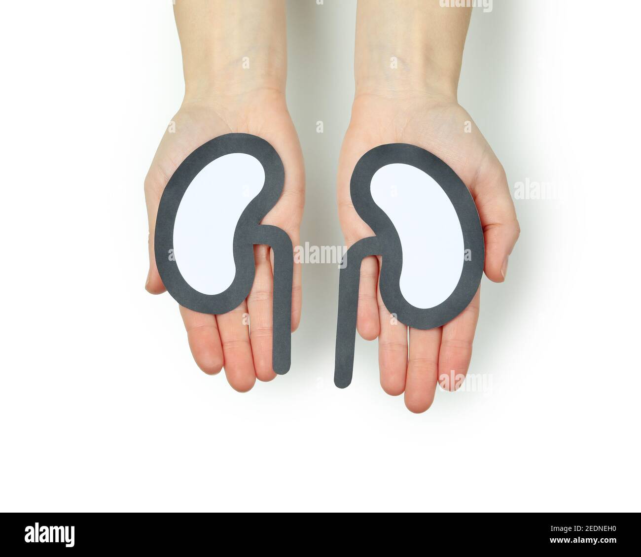Female hands hold decorative kidneys, isolated on white background ...