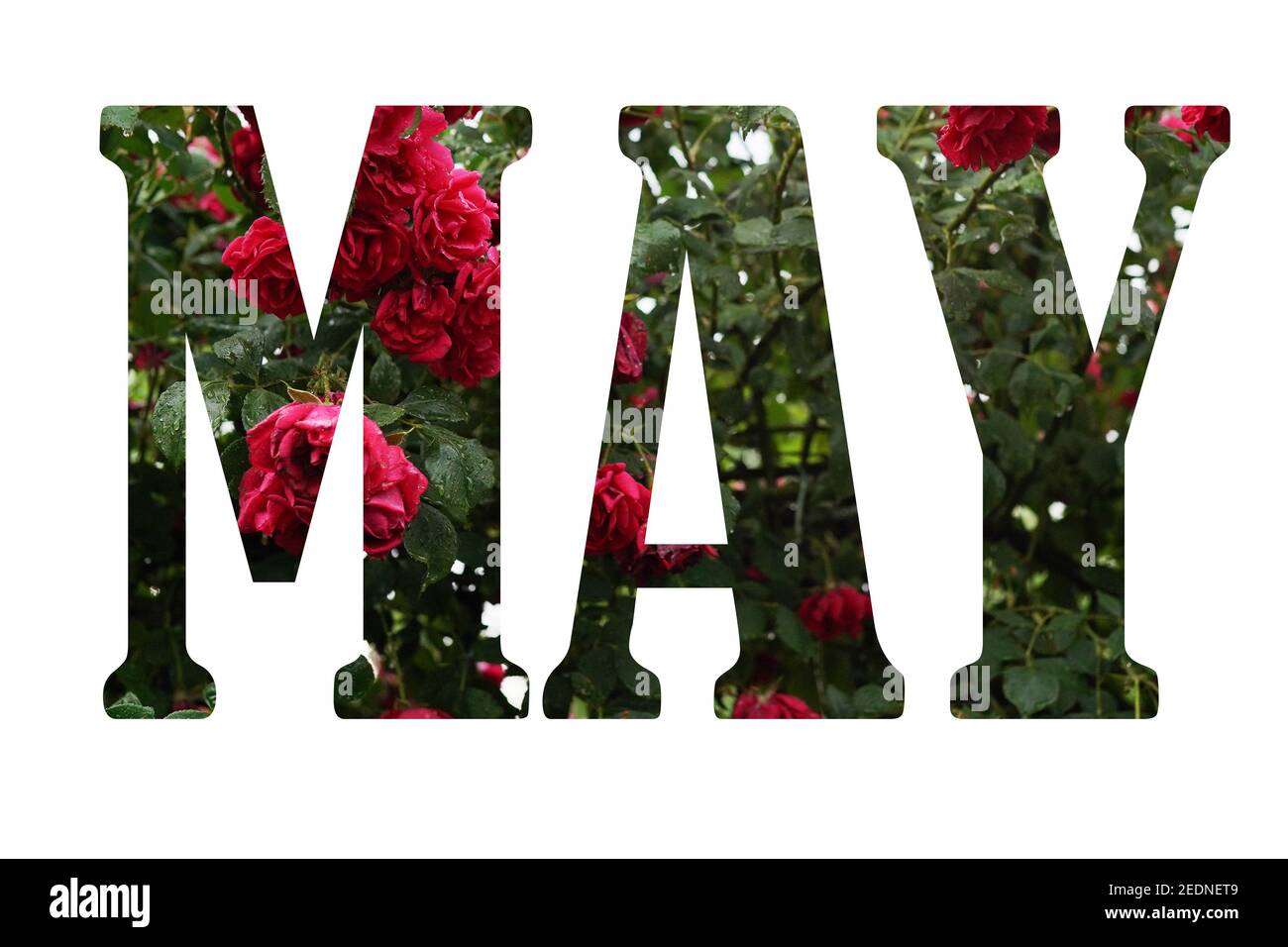 text May from flowers nature background isolated on white . spring ...