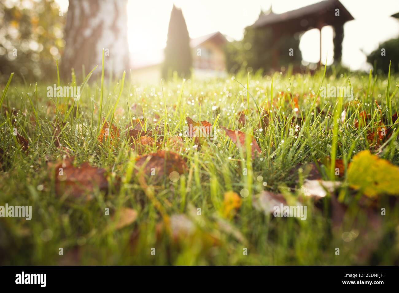 Wet dew on the grass in the morning - big daytime temperature change ...