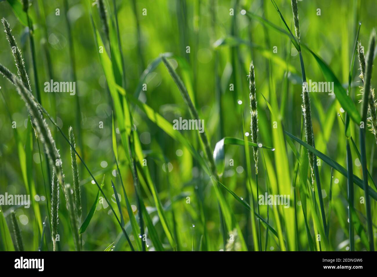 Tall green grass covered with dew in warm sunlight in early summer ...
