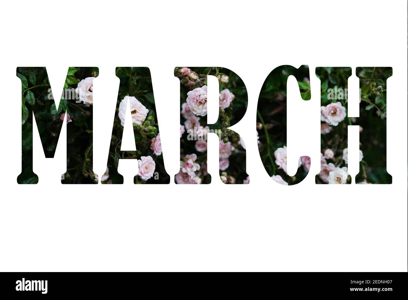 White month rose hi-res stock photography and images - Alamy