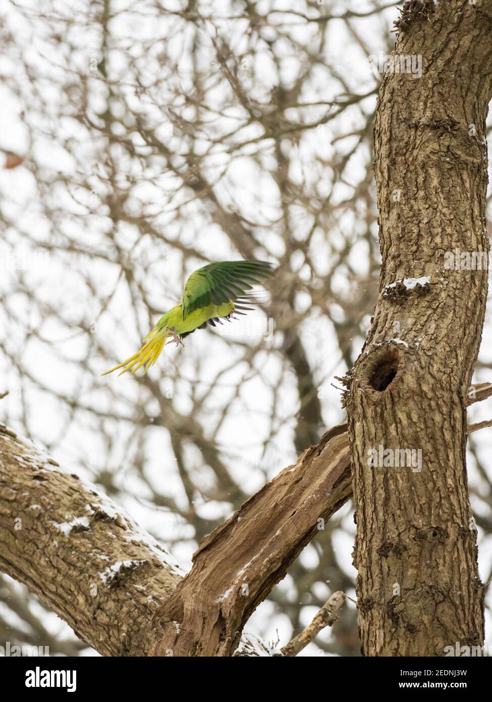Ring Necked Parakeet in Flight Looking into a Nest Hole Stock Photo - Alamy