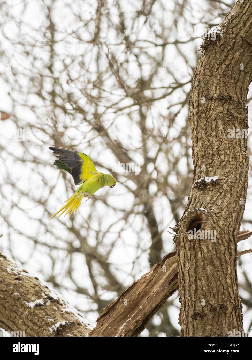 Ring Necked Parakeet in Flight Looking into a Nest Hole Stock Photo - Alamy