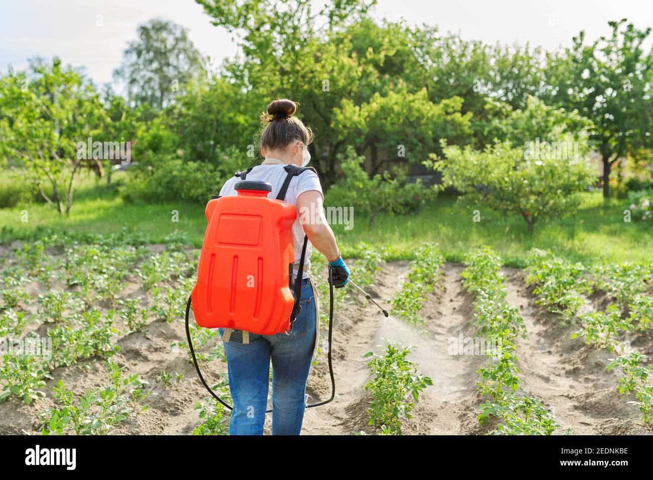 Farmer woman spraying potato hi-res stock photography and images - Alamy