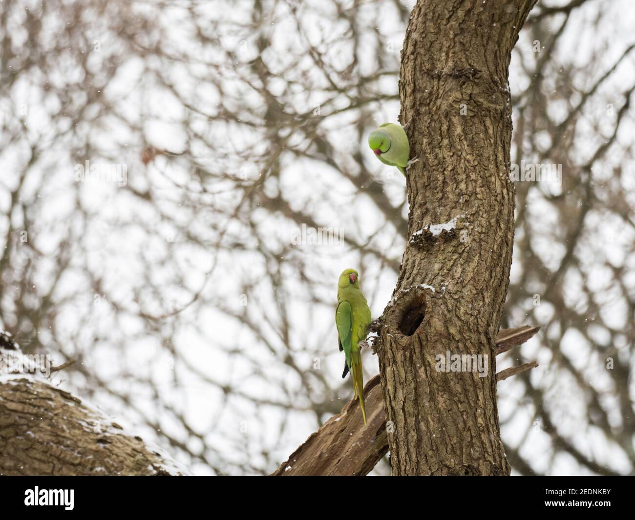 Ring Necked Parakeet in Flight Looking into a Nest Hole Stock Photo - Alamy