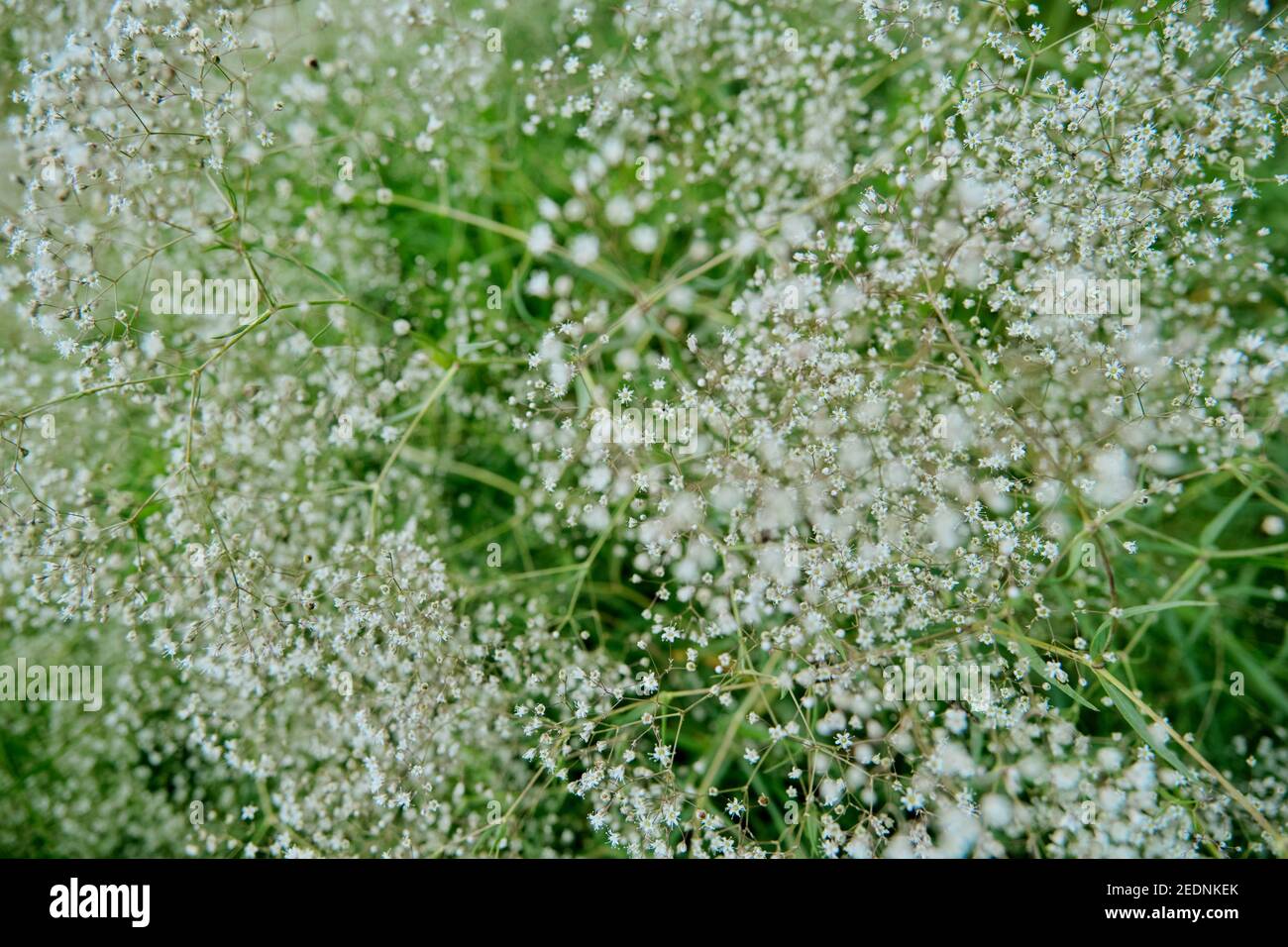Plants white flowering branches out of focus, green white background ...