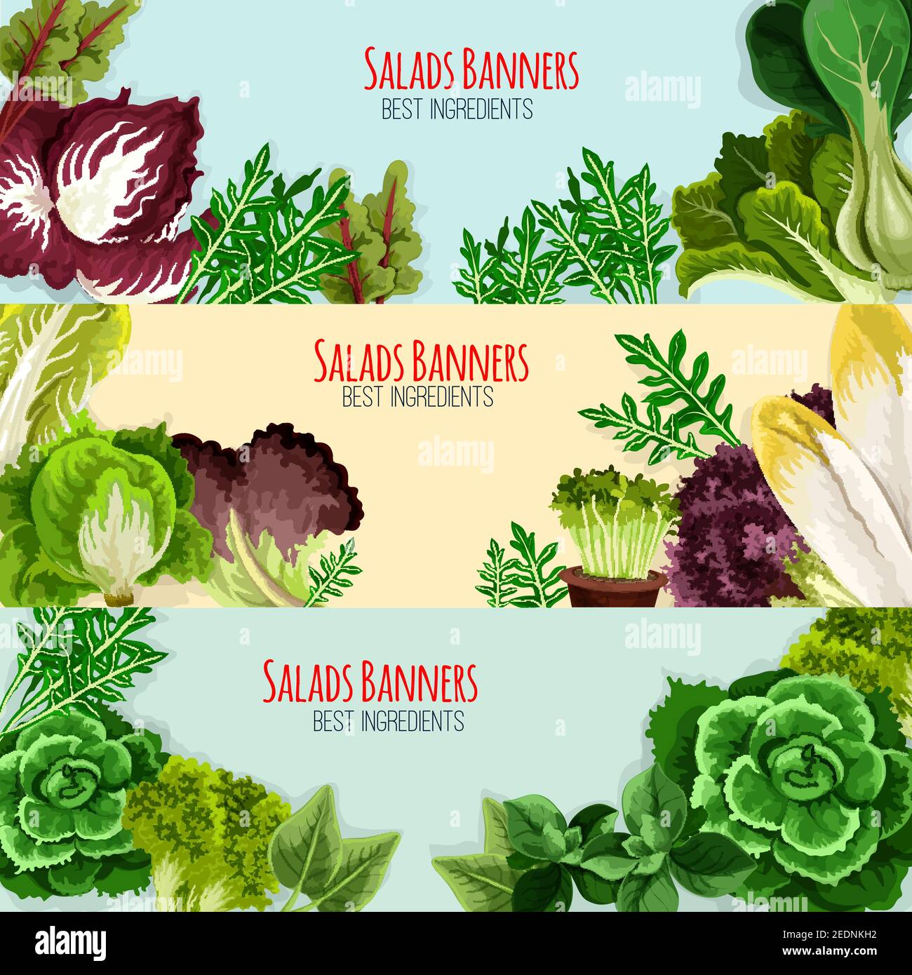 Salads and leaf vegetables banner set. Green lettuce, cabbage, spinach ...