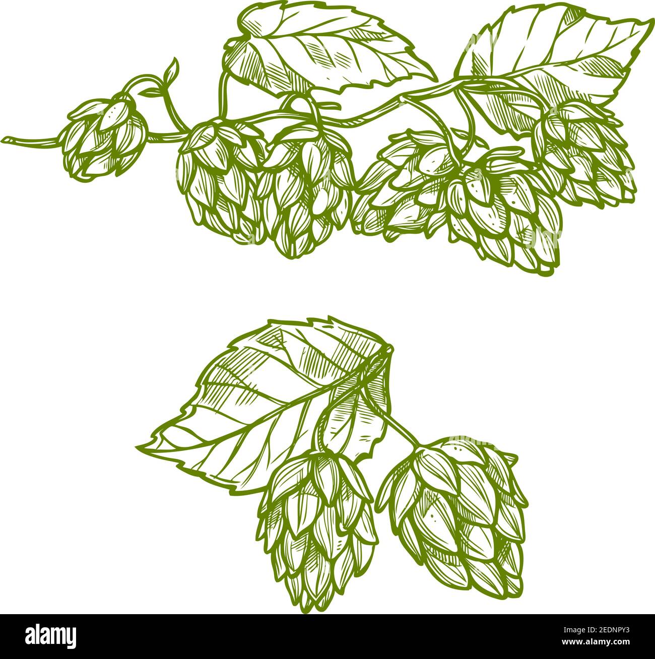 Hops plant isolated sketch. Green branches of hop with flower cone and ...
