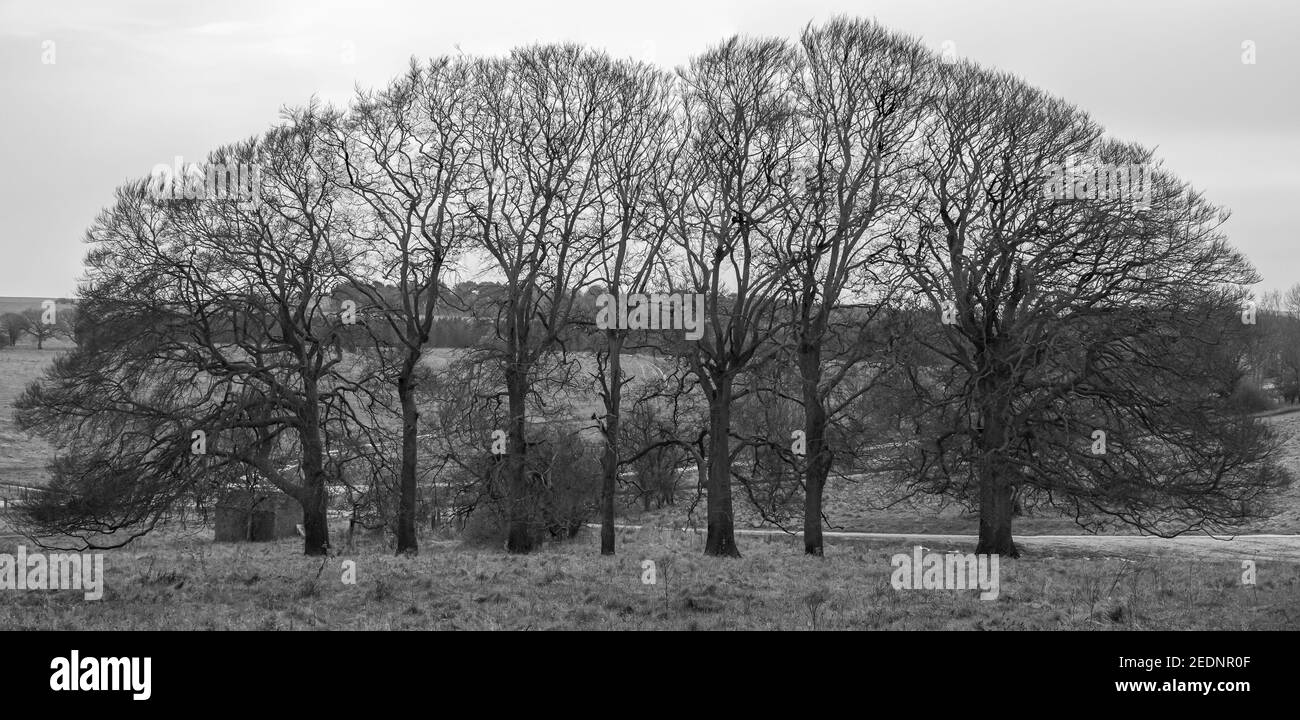 curved conical outline of a winter broadleaf trees against a grey ...