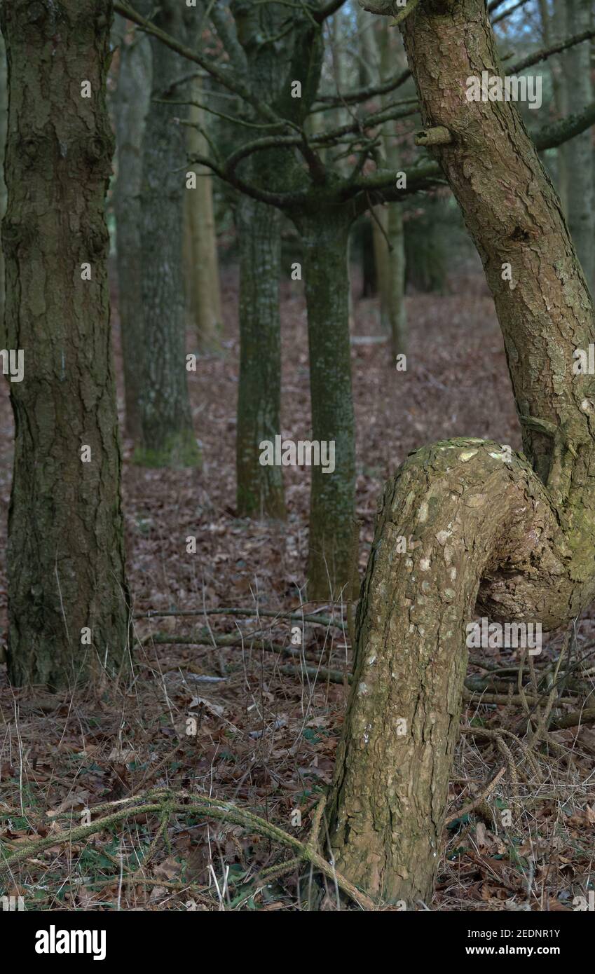 large unnatural random shaped tree trunk bends down and up s-bend ...