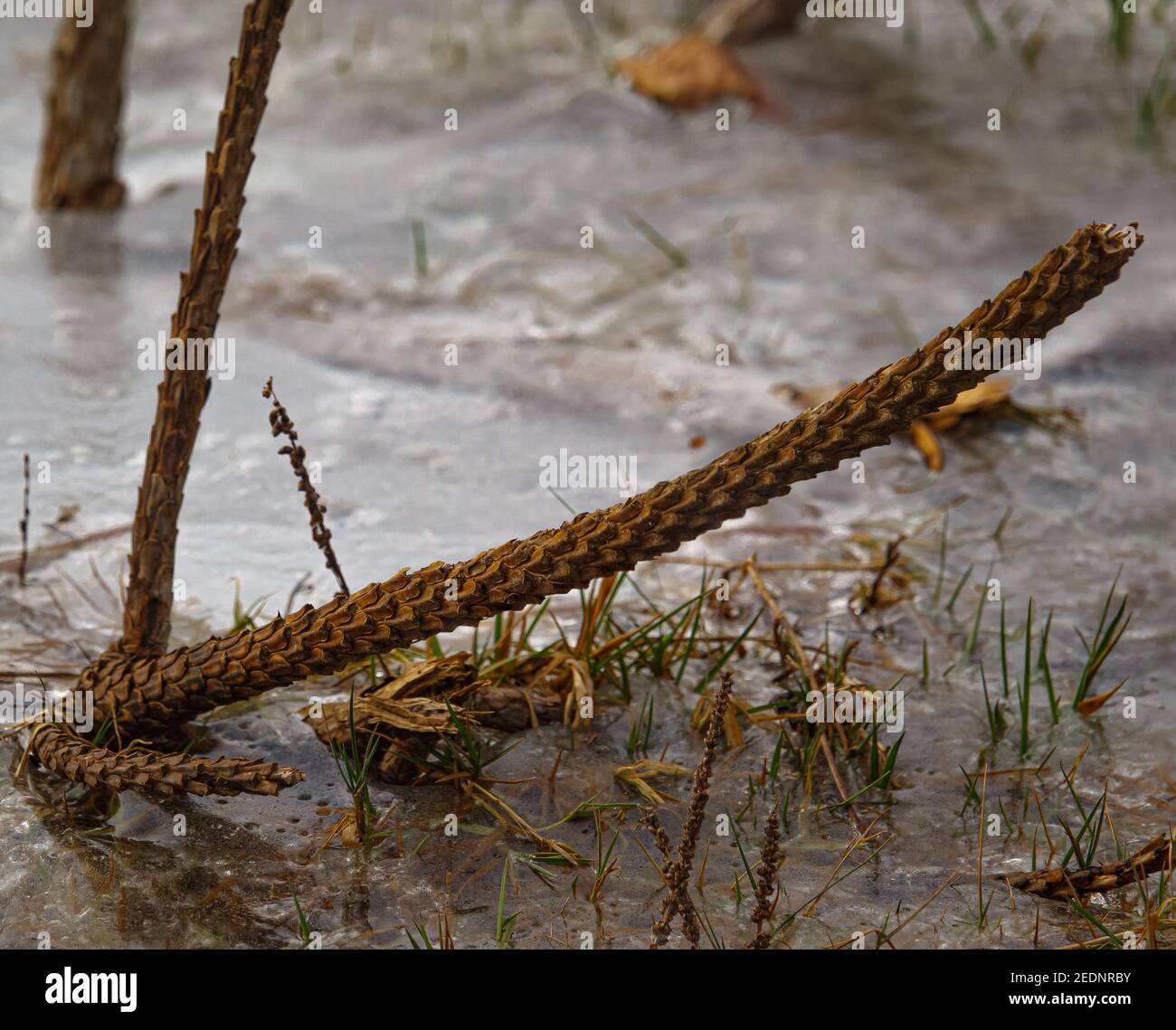 Iced twigs branches tree hi-res stock photography and images - Alamy