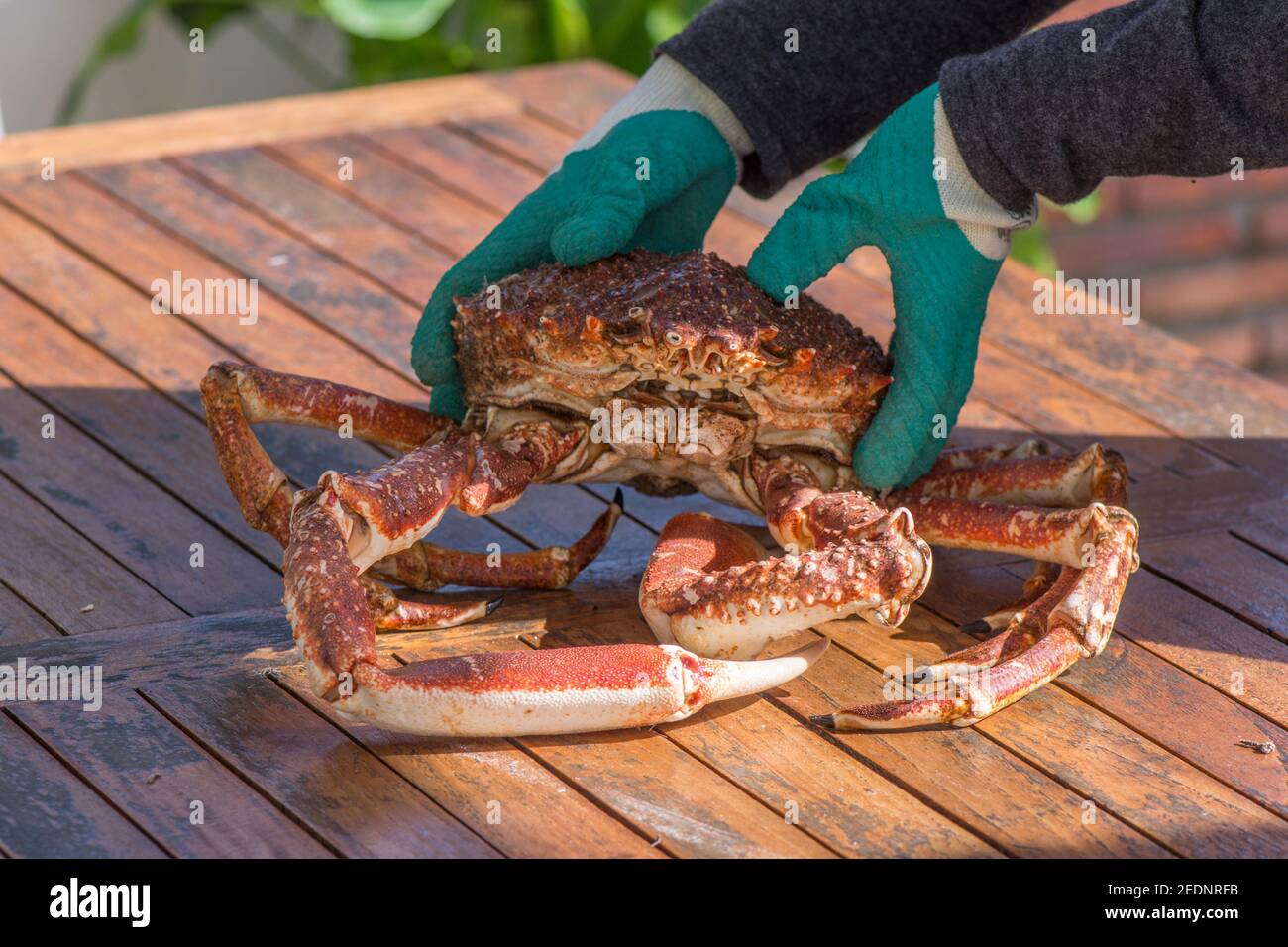Spider crab claws hi-res stock photography and images - Alamy