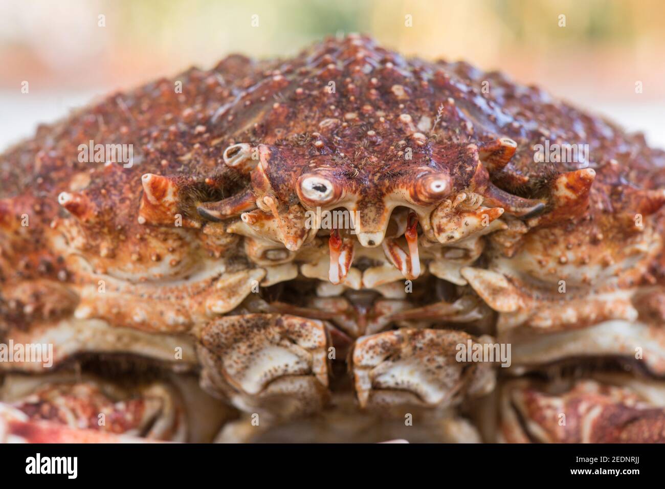 Male spider crabs hi-res stock photography and images - Alamy