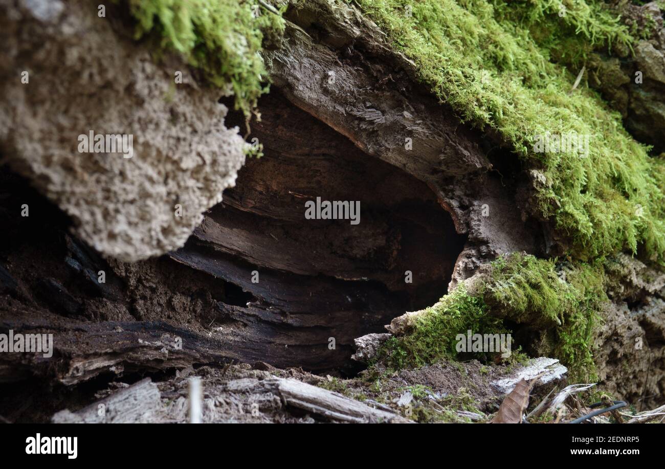 Toppled tree hi-res stock photography and images - Alamy