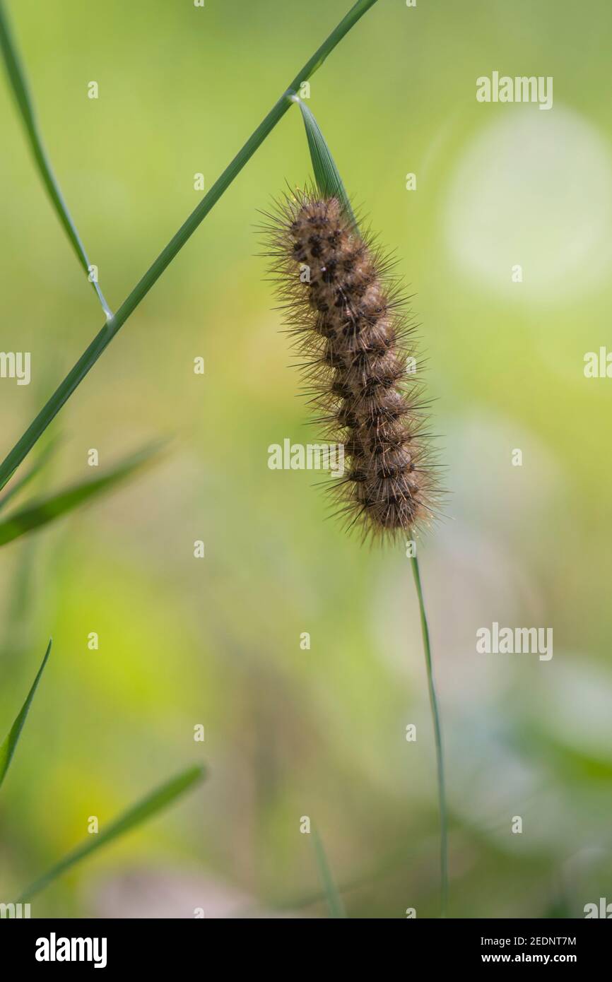 Larvae caterpillar hi-res stock photography and images - Alamy