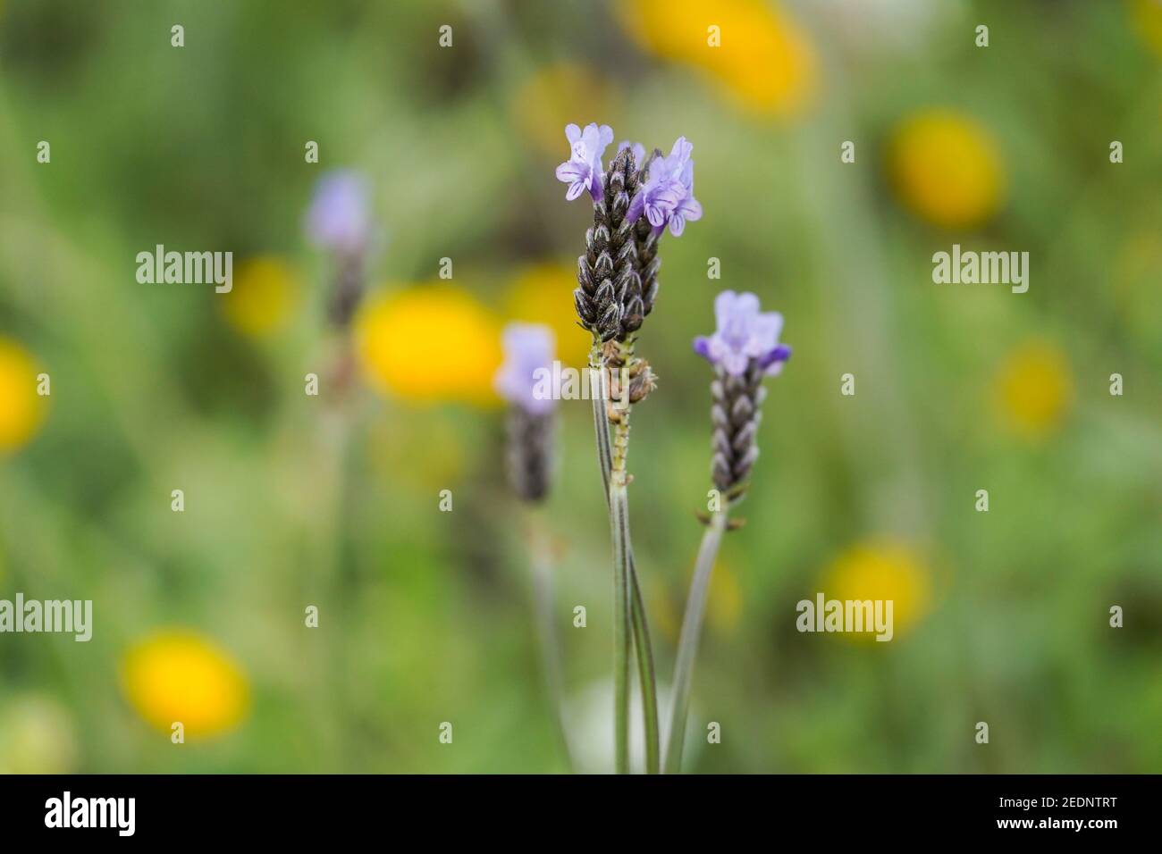 Purple flowers of Lavandula multifida, fernleaf lavender or Egyptian ...