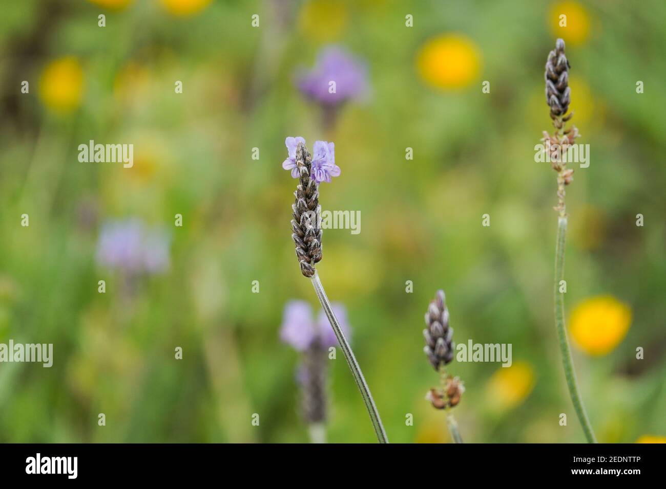 Purple flowers of Lavandula multifida, fernleaf lavender or Egyptian ...