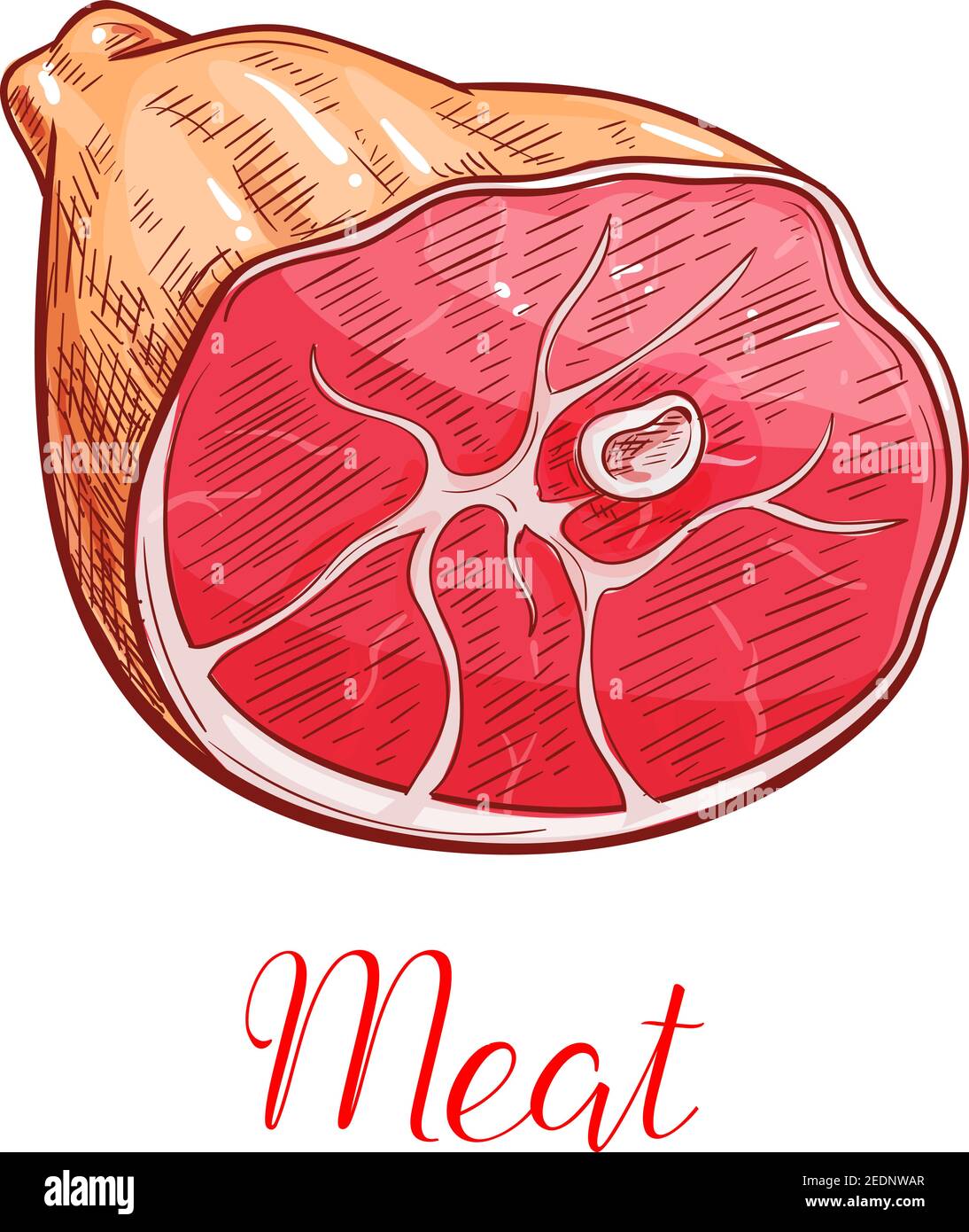 Ham meat sketch. Smoked pork leg with appetizing crust for butcher shop ...