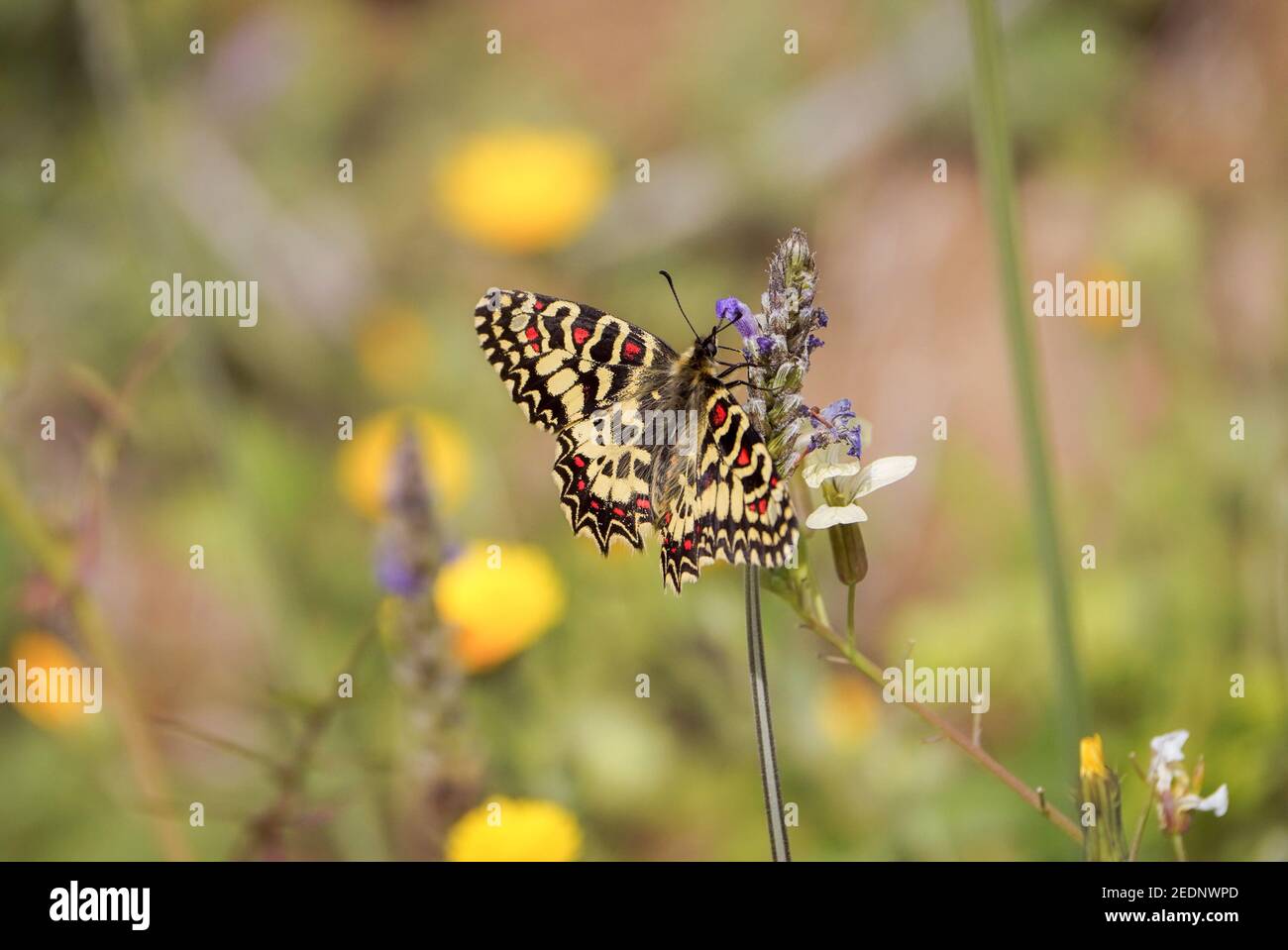 Spanish festoon, butterfly, (Zerynthia rumina), on lavender, Andalusia ...