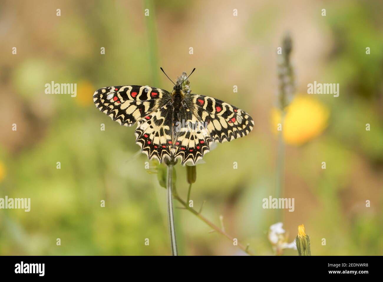 Spanish festoon, butterfly, (Zerynthia rumina), on lavender, Andalusia ...