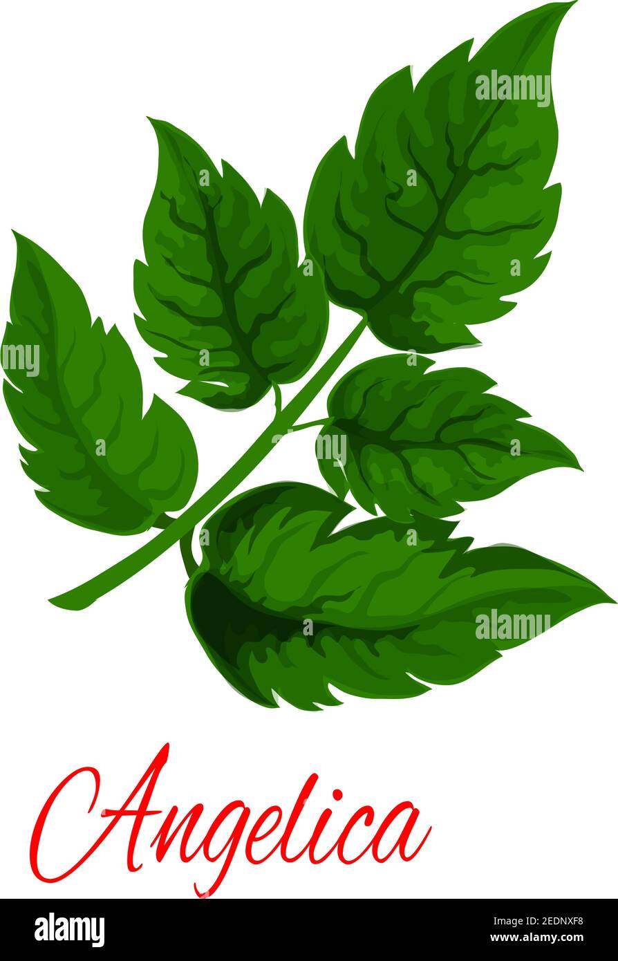 Angelica stem Stock Vector Images - Alamy