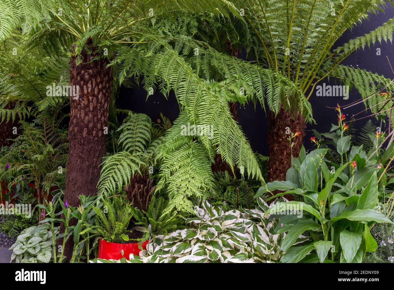 Tree ferns fern Dicksonia Antarctica and Squarrosa with a green garden ...