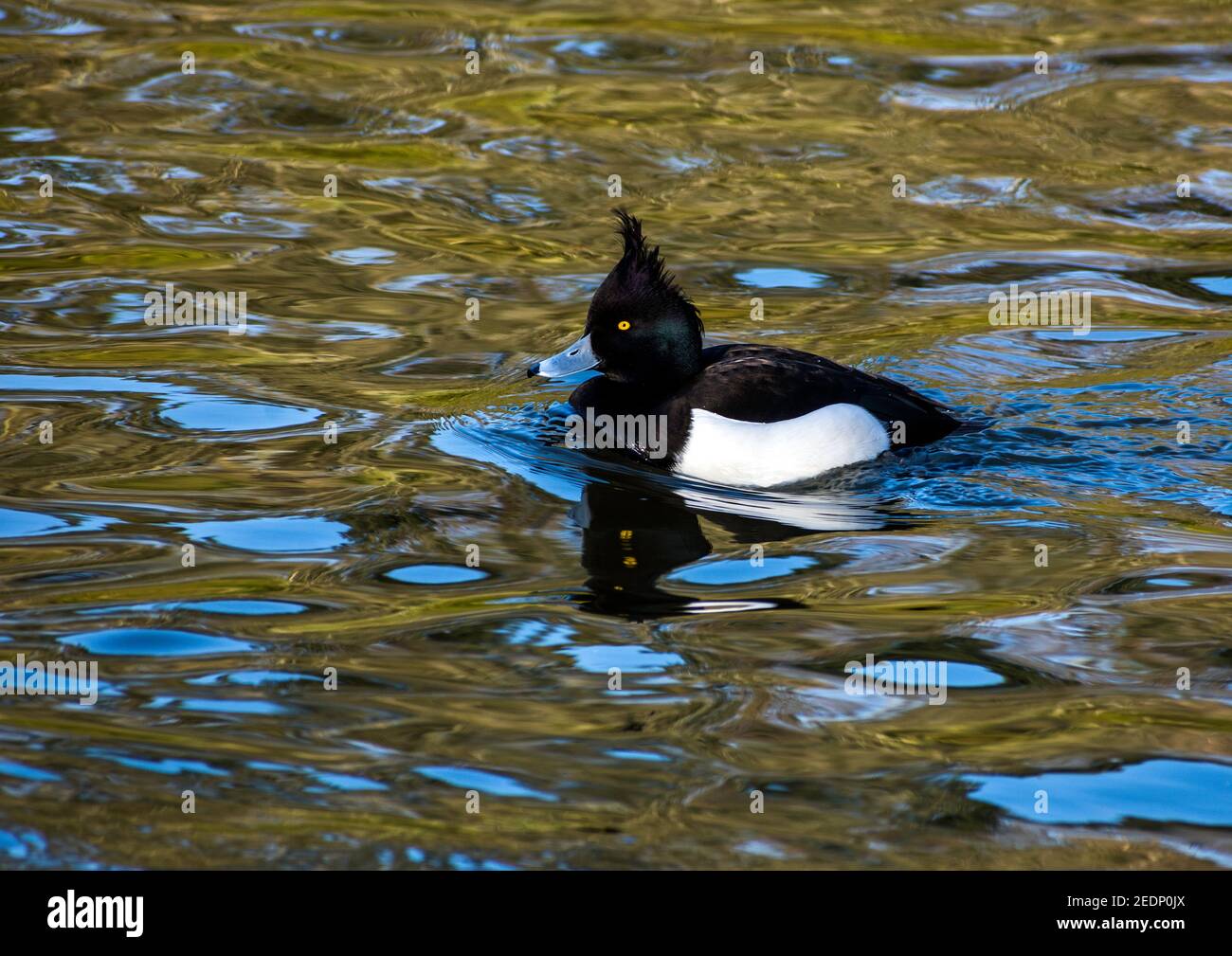 Tufted duck with copy space hi-res stock photography and images - Alamy