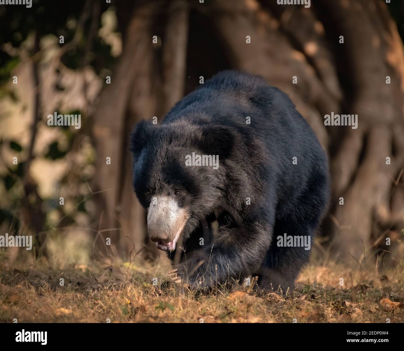 A large adult Sloth bear (Melursus ursinus), is walking about in the ...