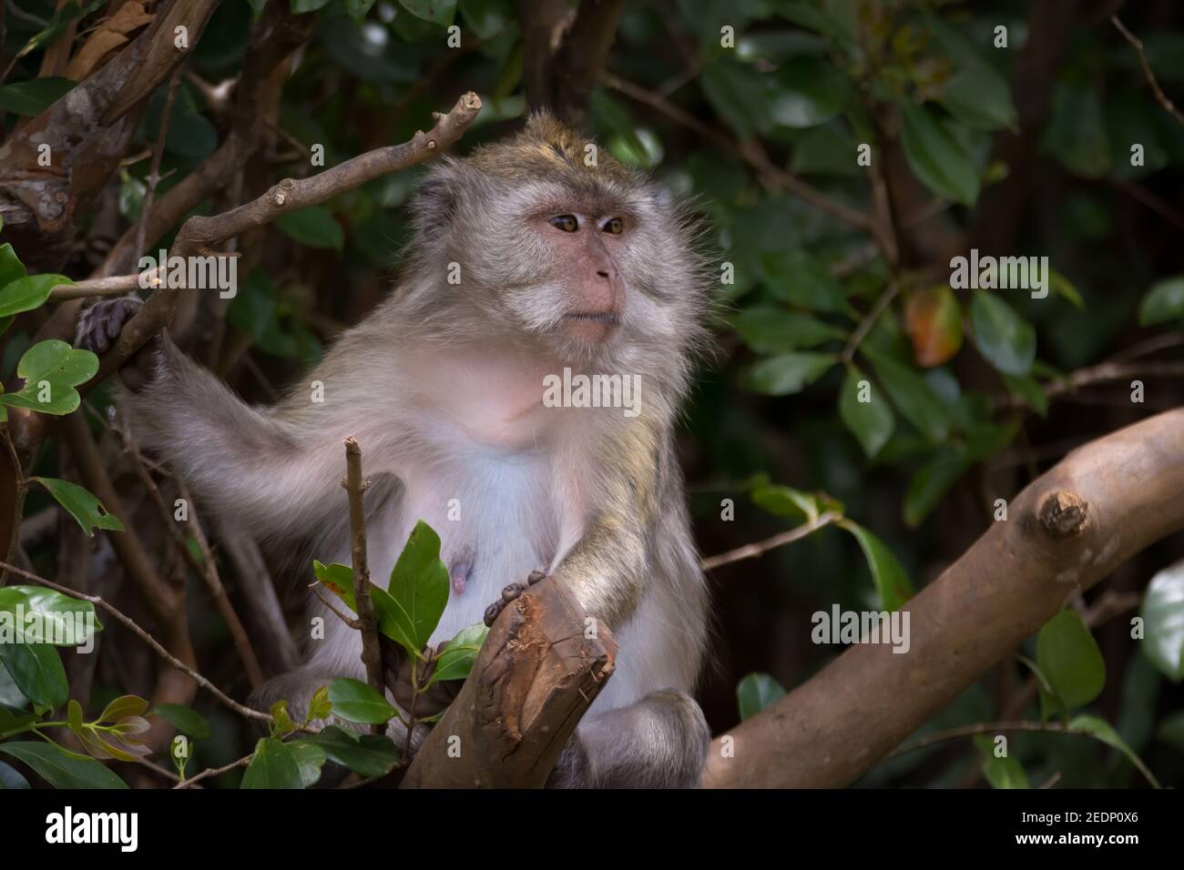 Cynomolgus macaque hi-res stock photography and images - Alamy